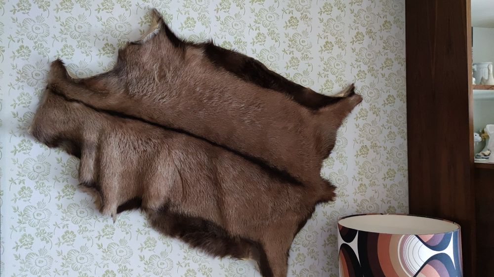 Ziegenfell (Gebraucht) in Rothenburg für CHF 20 – mit Lieferung auf Ricardo kaufen