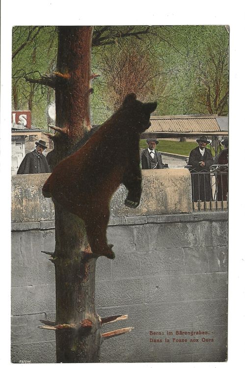 Bärenkarte - Bern: Bär auf Baum im Bärengraben - Zuschauer | Kaufen auf ...