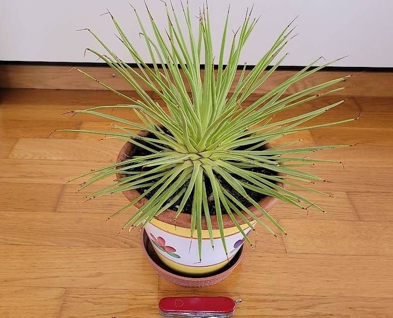 Agave stricta, DM 34cm (Gebraucht) in Unterengstringen für CHF 44 – nur ...
