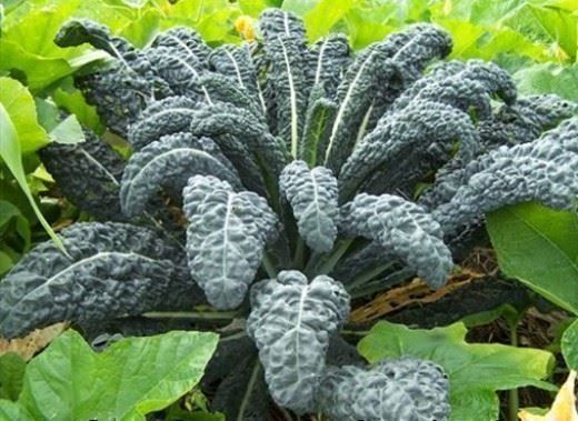 CHOU PALMIER NOIR DE TOSCANE 25g (Neuf (Voir description)) à Bremblens ...