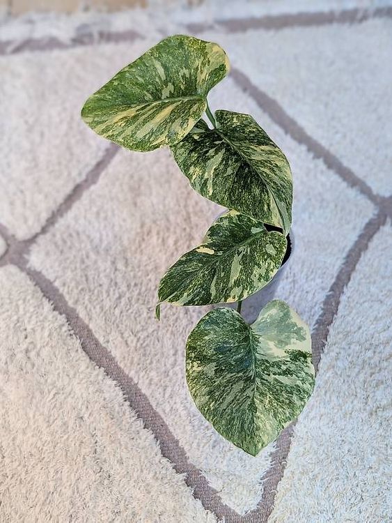 Monstera Deliciosa Thai Green Snow Variegata (Neu (gemäss Beschreibung ...