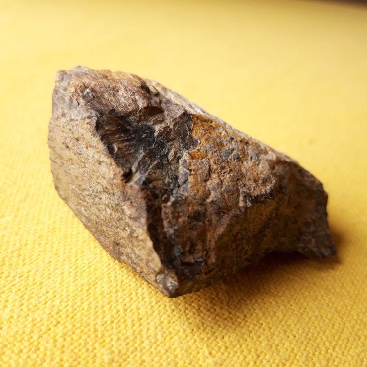 versteinerter Dinosaurier-Knochen Fossil (Gebraucht) in Egg b. Zürich ...