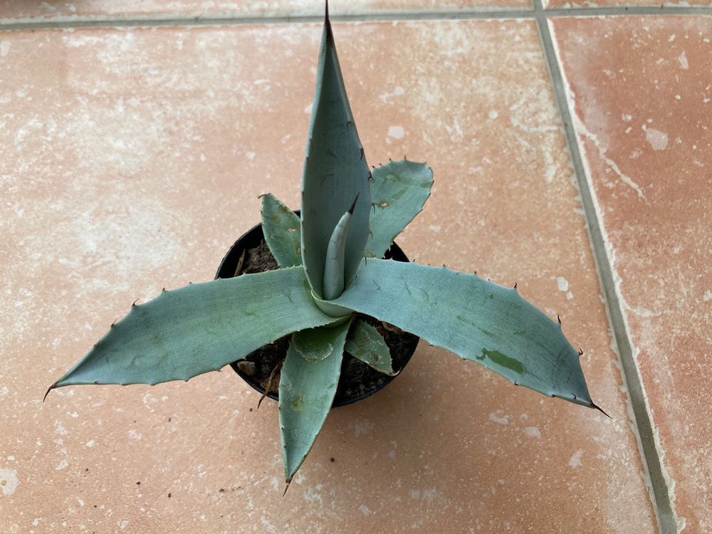Agave sp. 'Azul Monterey', winterhart (Neu (gemäss Beschreibung)) in ...