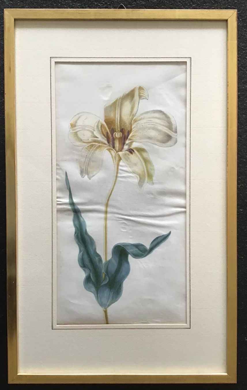 Aquarell auf Pergament, zeigend weisse Lilie, um 1680 (Gebraucht) in ...