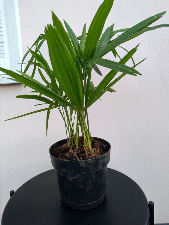 Palmen Topf mit 5 Jungpalmen (Gebraucht) in Effretikon für CHF 17 – mit ...