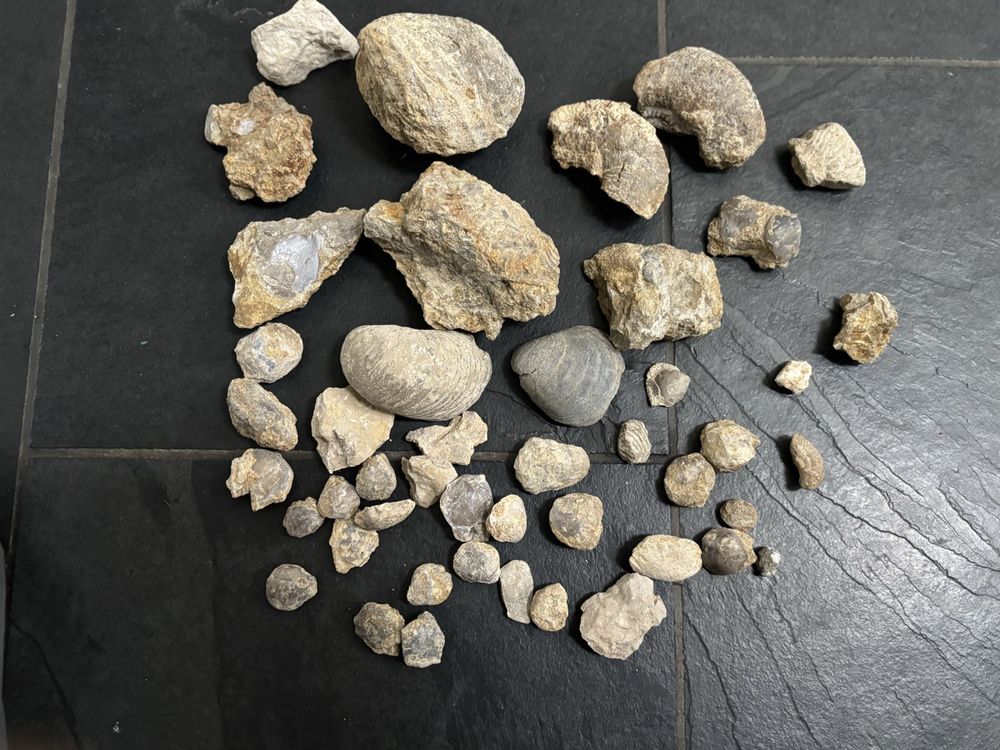 Fossilien vom Solothurner Jura (Gebraucht) in Balsthal für CHF 35 – mit Lieferung auf Ricardo kaufen