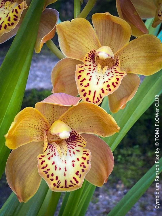 Cymbidium Ranson Flor - Orchidee mit einzigartigen Blüten (Neu (gemäss Beschreibung)) in ...