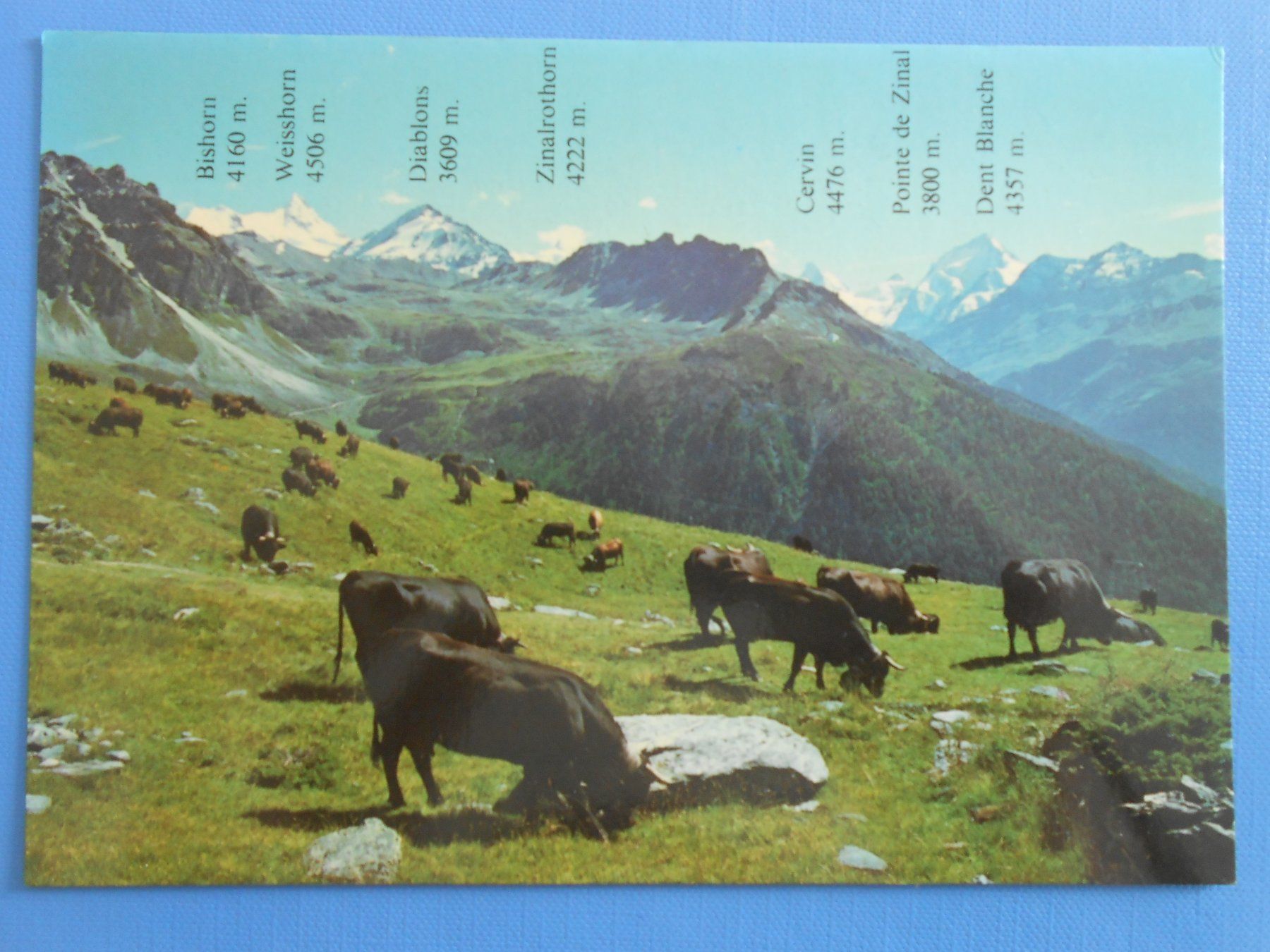 Karte / Walliser Berge mit Eringer Kühen ungelaufen (Gebraucht) in ...