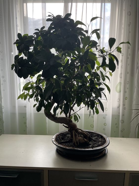 Wunderschöner Zimmer-Bonsai für ein harmonisches Zuhause | Kaufen auf Ricardo
