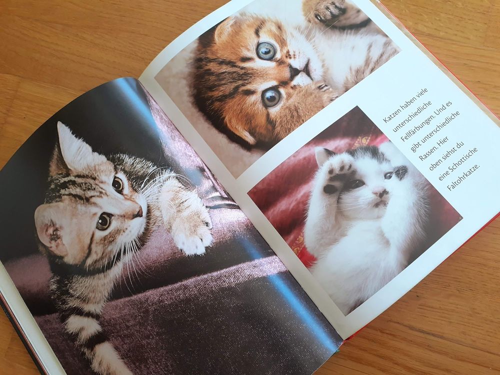 Ganz nah dran Katzenkinder | Kaufen auf Ricardo