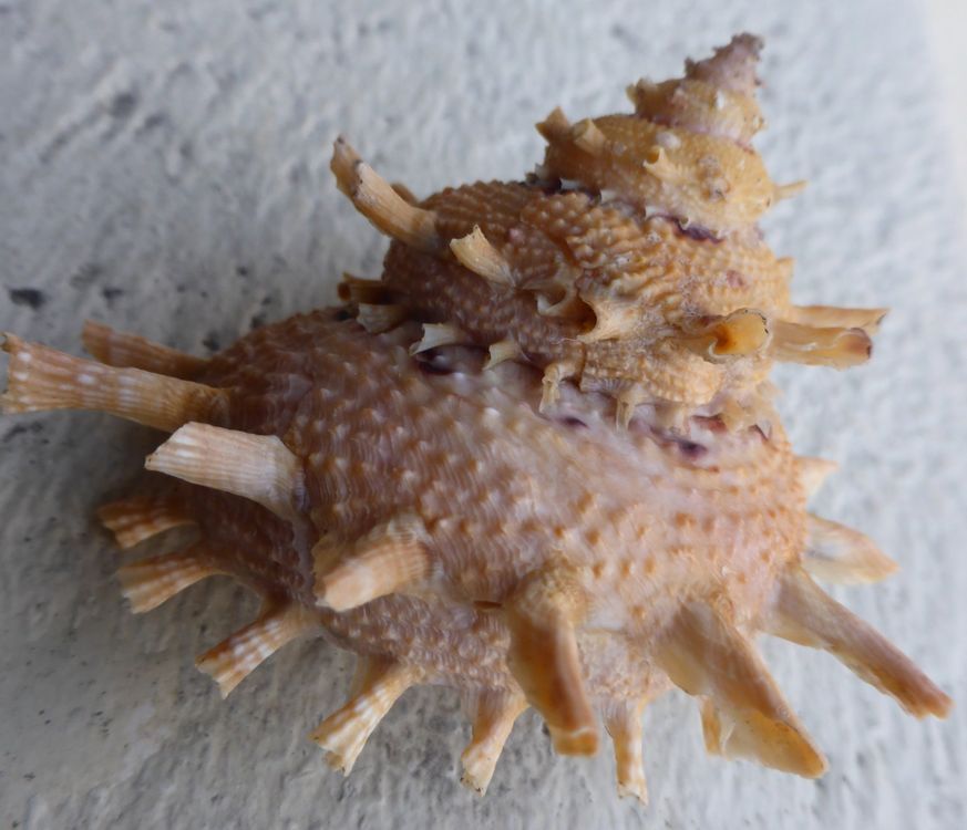 BOLMA GIRGYLLUS;--ORANGE/MAUVE FARBEN;-SELTEN,6,5 CM, SELTEN | Kaufen ...