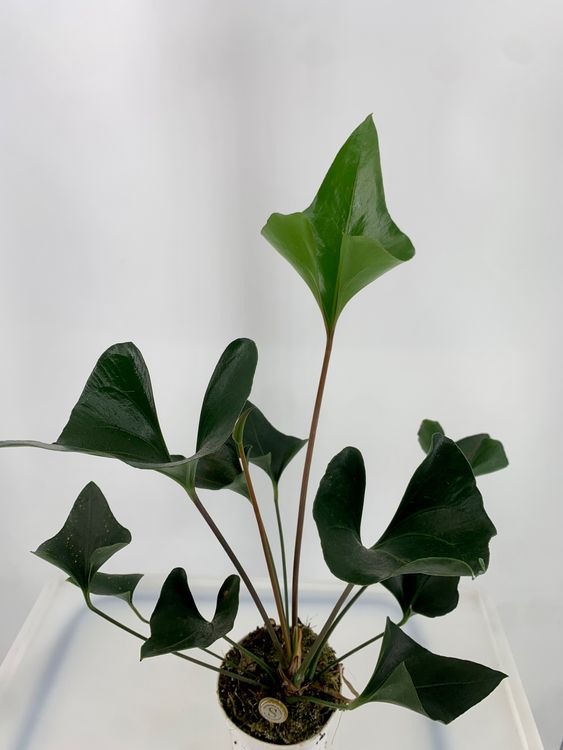 Anthurium Arrow (Gebraucht) in Zürich für CHF 31 – nur Abholung auf ...