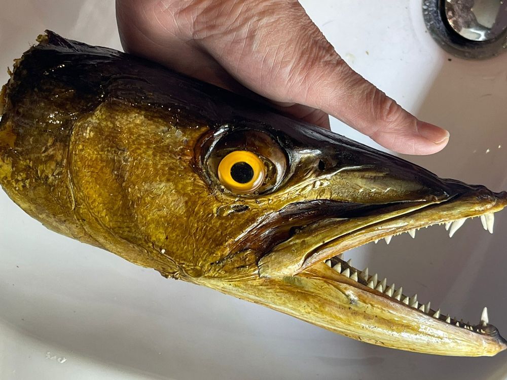 Barracuda Barrakuda Kopf Preparat Zahn Kuriosität Schädel (Gebraucht ...