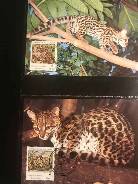 El Salvador 1988 Satz Maximumkarten WWF Ozelot Kleinkatzen (Neu (gemäss Beschreibung)) in ...