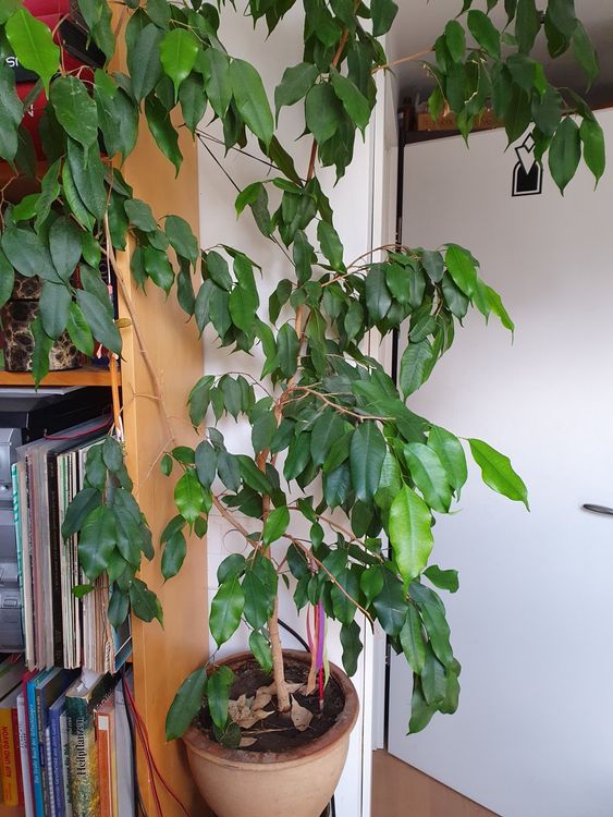Ficus inklusive Topf (Gebraucht) in Frauenfeld für CHF 1 – nur Abholung ...