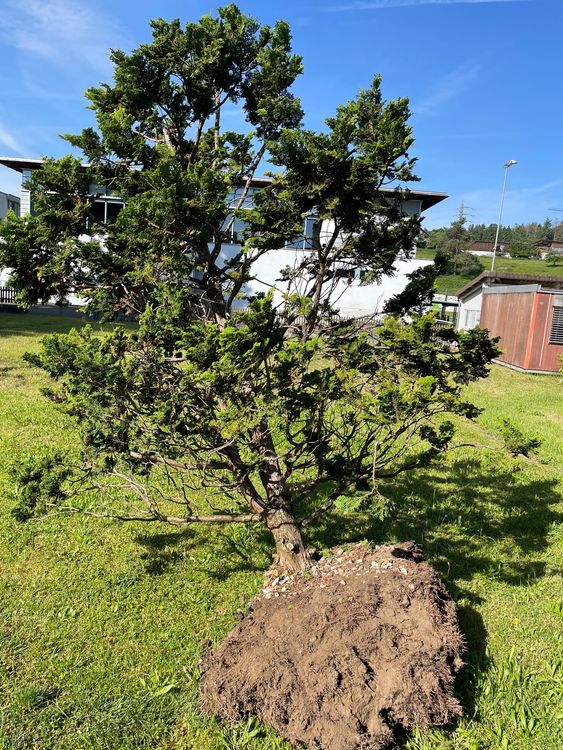 Zypresse zu verkaufen! (Gebraucht) in Niederwil AG für CHF 10 – nur Abholung auf Ricardo kaufen