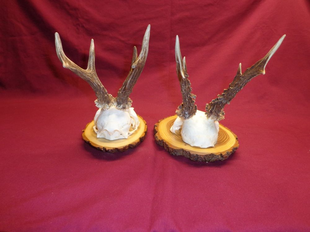 Reh, Geweihe, Trophäe, Horn, Dekoration, Jagd, Gold, Silber (Neu ...