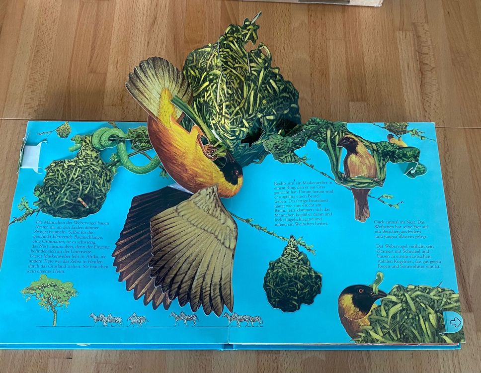 Buch Wie Tiere wohnen - Pop-up Buch / Fuchs, Vögel, Bienen | Kaufen auf ...