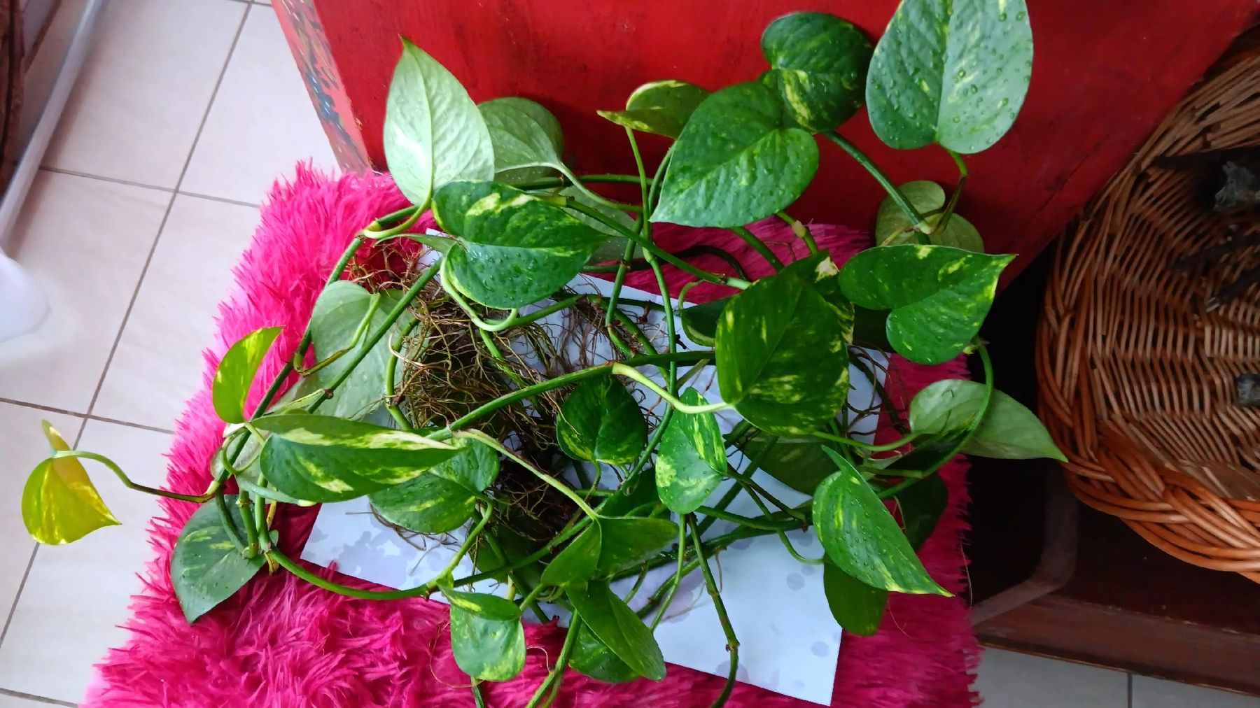 Splendido Pothos Variegato: Un Tocco di Verde Esotico (Nuovo (secondo ...