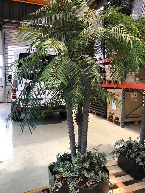 Künstliche Palme | Kaufen auf Ricardo