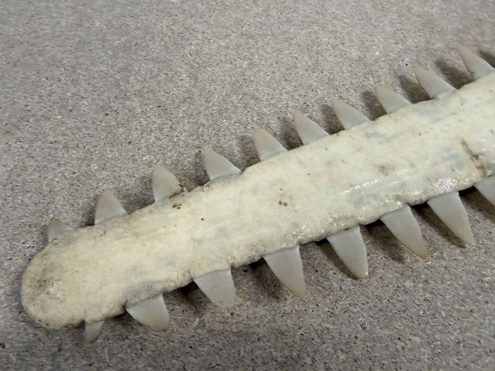 Rare rostre de poisson-scie authentique - Collection! (D'occasion) à ...