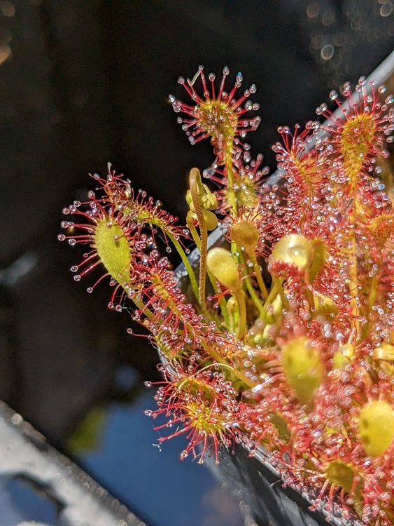 Plante carnivore Drosera intermedia (Gebraucht) in Vuisternens-Romont ...