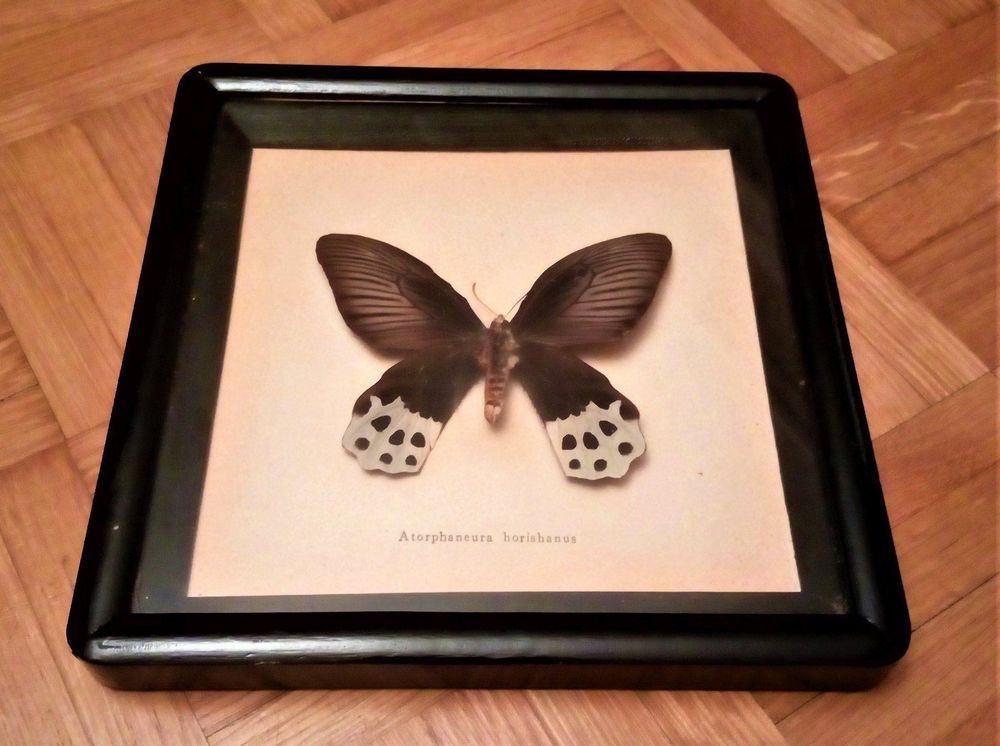 Schmetterling Schmetterlinge Glas Antik | Kaufen auf Ricardo