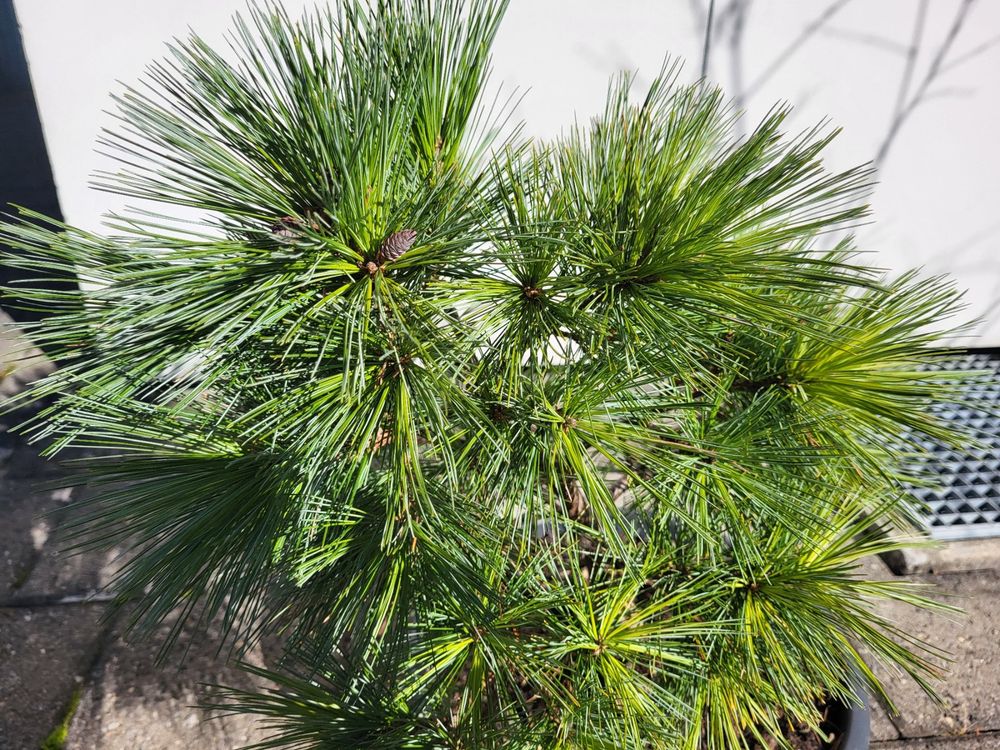 Pinus strobus Macopin, Zwerg-Seidenkiefer 37 cm hoch | Kaufen auf Ricardo