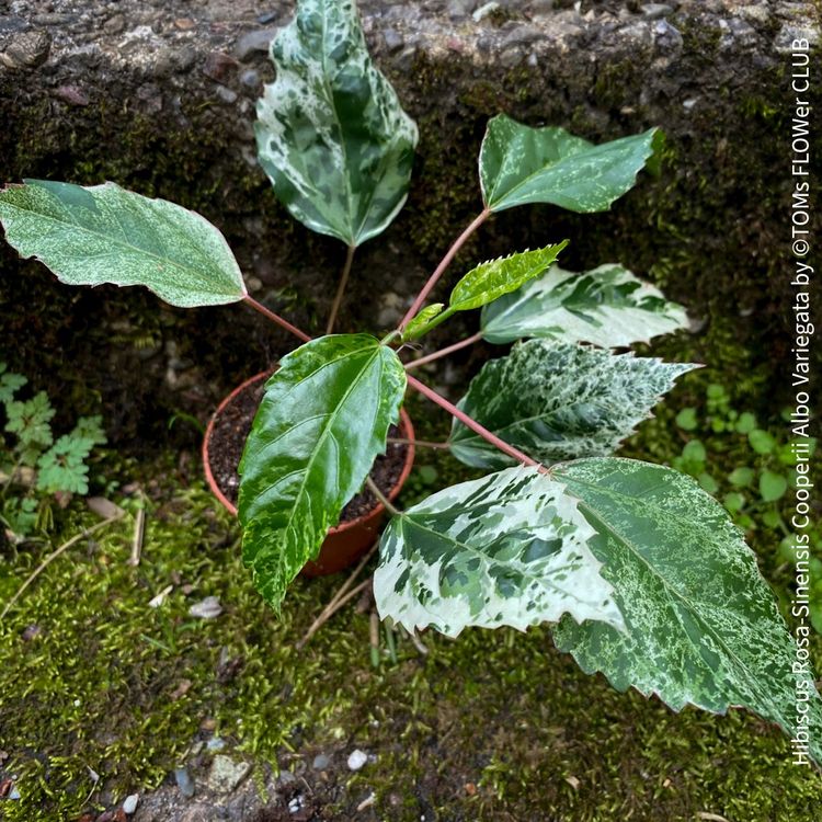 Hibiscus Rosa-Sinensis Cooperii Albo Variegata (Neu (gemäss Beschreibung)) in Adliswil für CHF ...