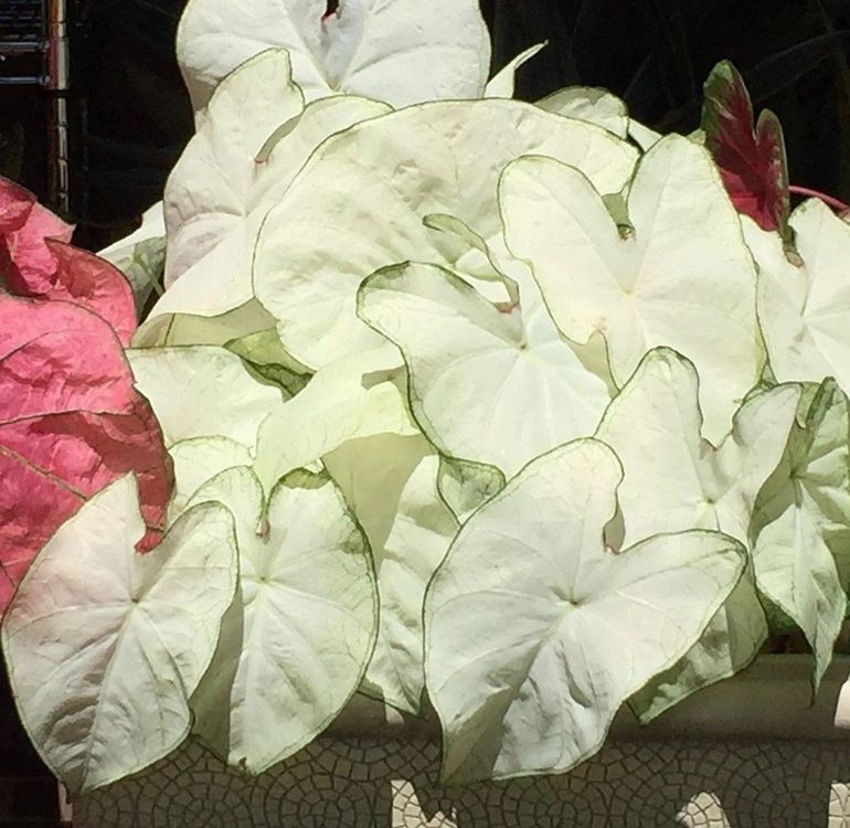 Caladium Florida Moonlight (Gebraucht) in Neerach für CHF 10 – mit ...