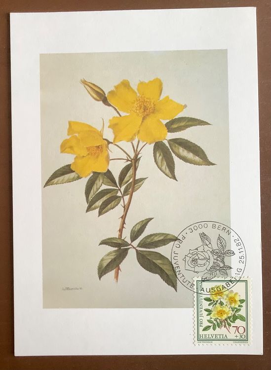 Maximumkarte 1982 Rosen PJ Juventute MK Roses (Neu (gemäss Beschreibung ...