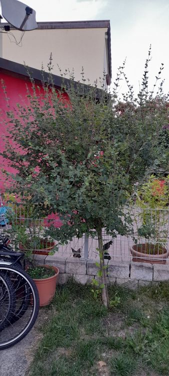 Garten Baum mit Blumen | Kaufen auf Ricardo