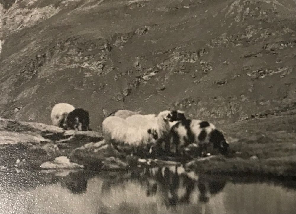 Vintage Foto Zermatt Schwarzsee. Perren Barberini. | Kaufen auf Ricardo