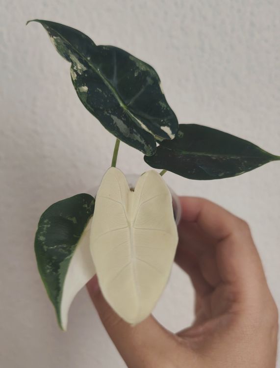 Alocasia Frydek Albo var. Babypflanze | Kaufen auf Ricardo