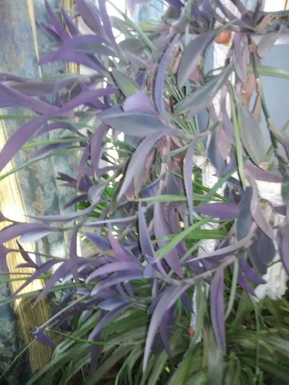 Tradescantia pallida /Rotblatt | Kaufen auf Ricardo