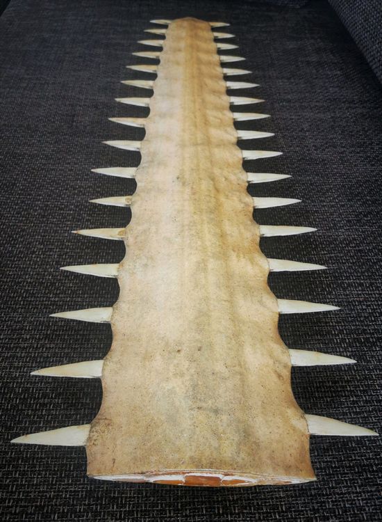 Sägerochen Schwertfisch Antik Fossil OK! Knochenfisch, Zähne (Gebraucht ...