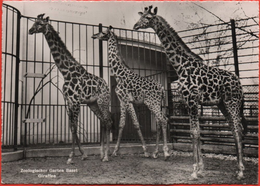 BASEL Zoologischer Garten - Giraffen (Gebraucht) in Jona für CHF 9.9 – mit Lieferung auf Ricardo ...