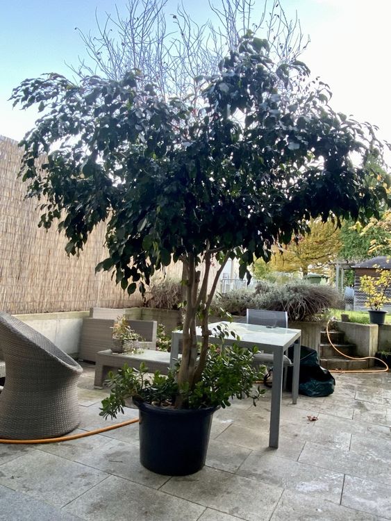 Large Potted Ficus Tree, Indoor/Outdoor (Gebraucht) in Ettingen für CHF ...