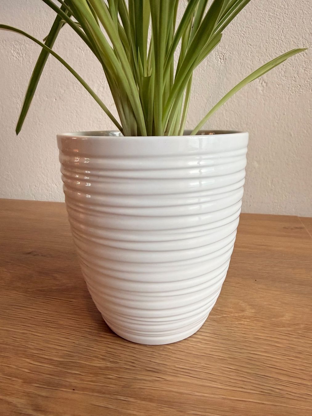 Grünlilie 🪴 Spider-Plant 🪴 Chlorophyt 🪴 Zimmerpflanze (Neu (gemäss ...