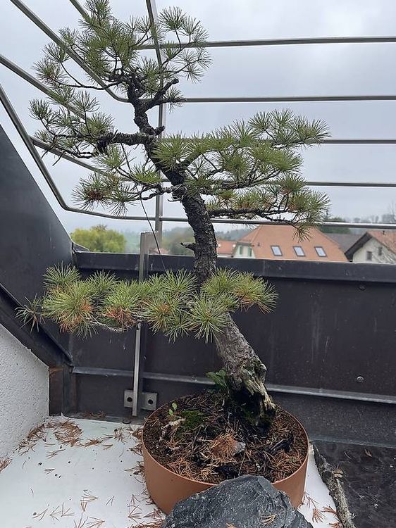 bonsai pin parviflora (pin blanc du japon) (Gebraucht) in Fiez für CHF ...