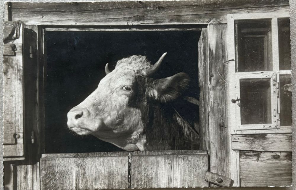 Vintage E. Gyger, Kuh, Landwirtschaft (Gebraucht) in für CHF 5 – mit ...