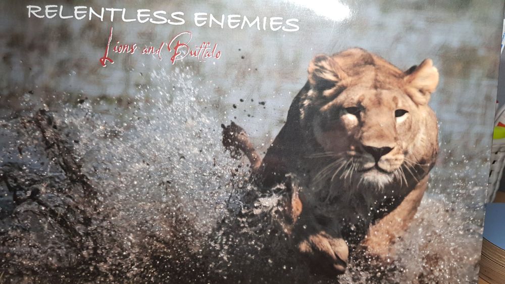 Relentless Enemies Lions and Buffalo | Kaufen auf Ricardo