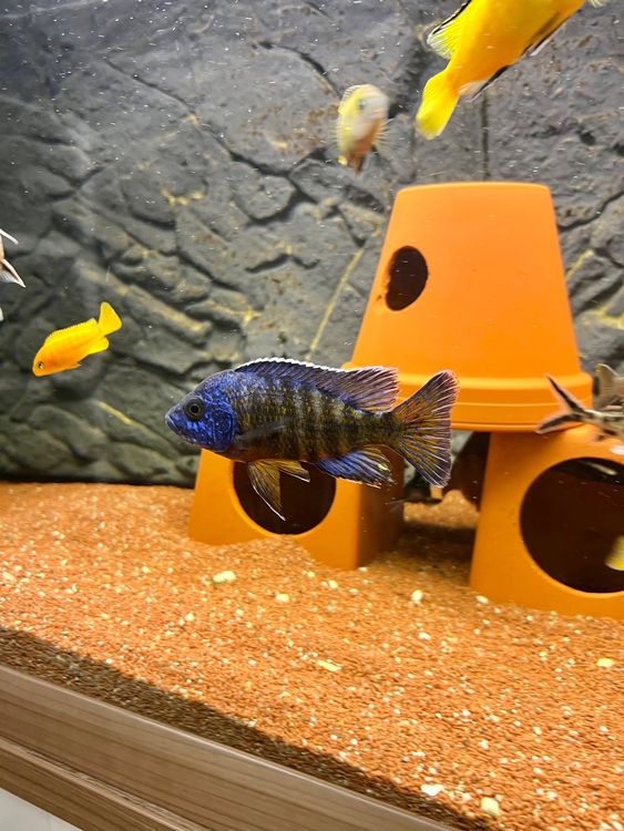 Eheim Aquarium 650 liter Komplett | Kaufen auf Ricardo