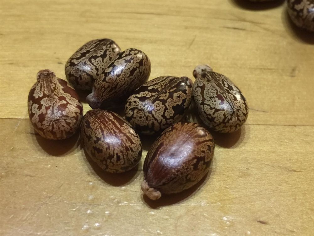 Rizinus communis Samen 2024 | Kaufen auf Ricardo