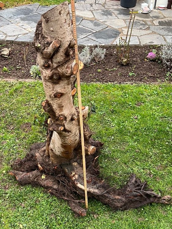 gerodeter Kirschloorbeer Baum Strunk mit Wurzel Nr 2 (Gebraucht) in für ...