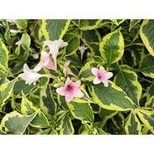 Weigelia florida Variegata 15-20cm (Neu (gemäss Beschreibung)) in ...