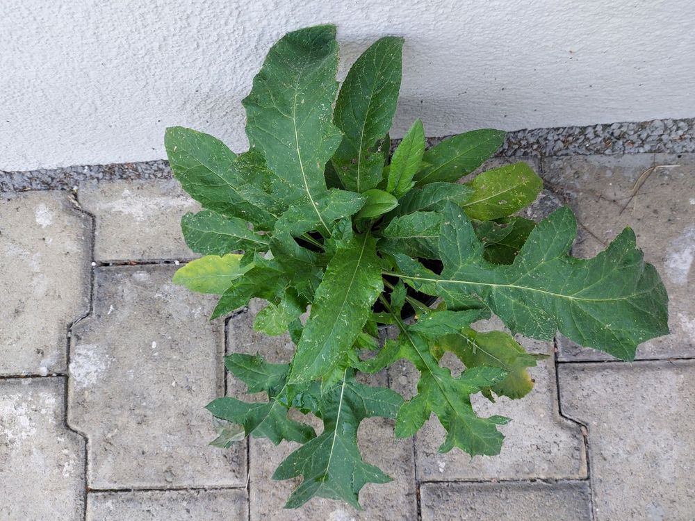 Echinops ritro / Kugeldistel Sämling/ Winterharte Staude | Kaufen auf ...