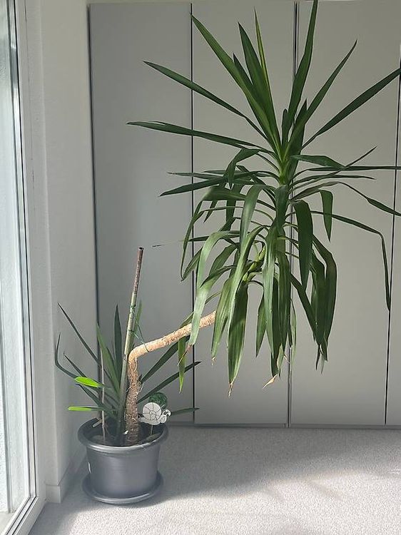 Yucca Palme 2m