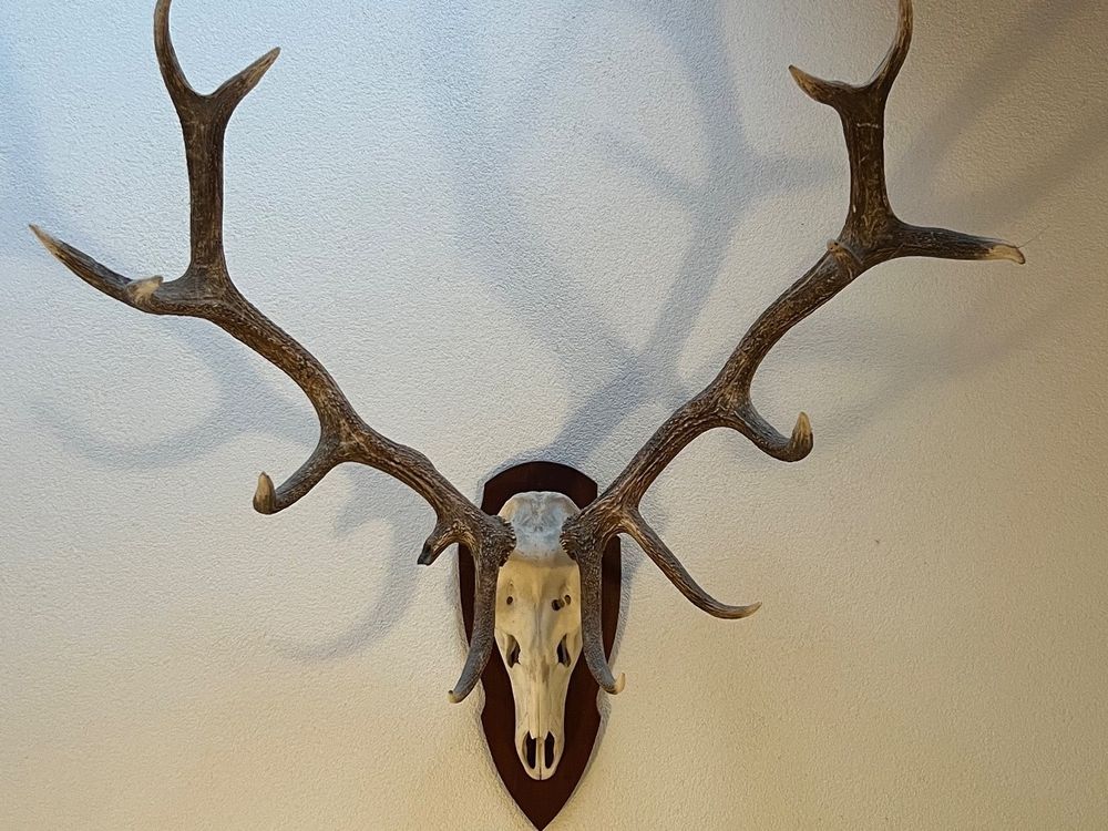 Hirschgeweih hirsch geweih riesig (Gebraucht) in Vaduz für CHF 450 – nur Abholung auf Ricardo kaufen