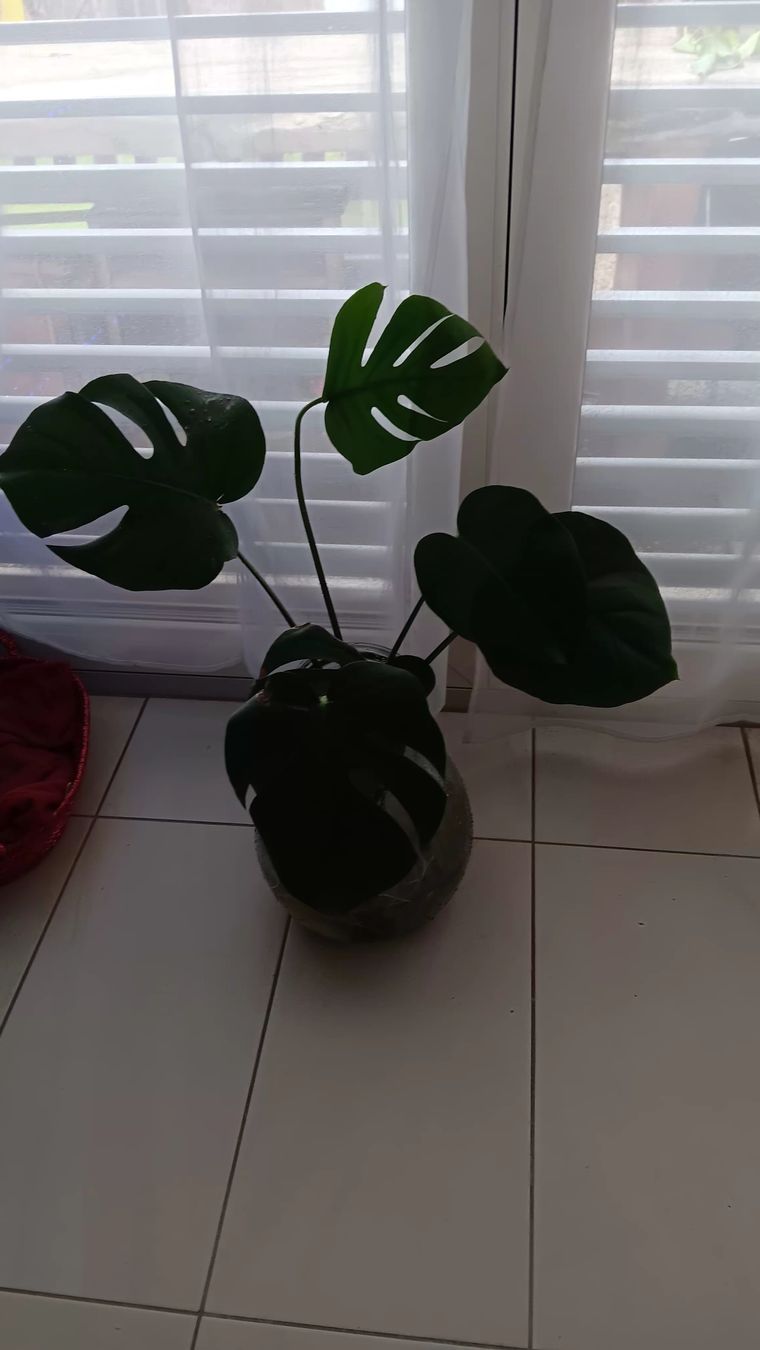 Monstera Deliciosa: Porta un Tocco di Natura in Casa! (Nuovo (secondo ...